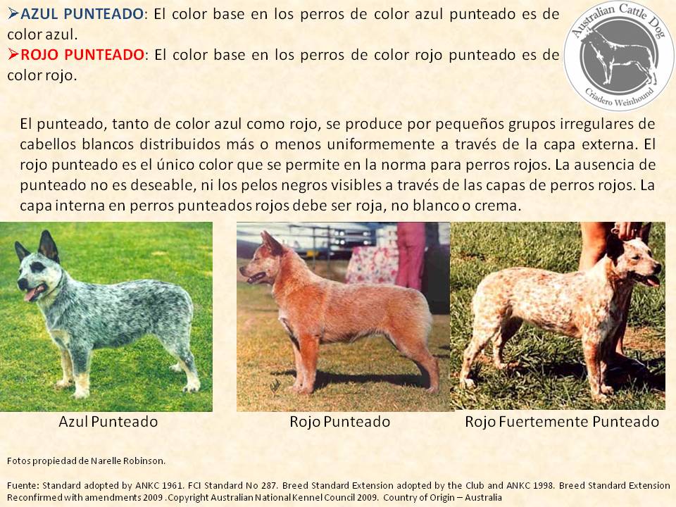 Los colores del ACD – Criadero Weinhound