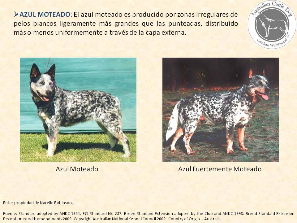 Los colores del ACD – Criadero Weinhound
